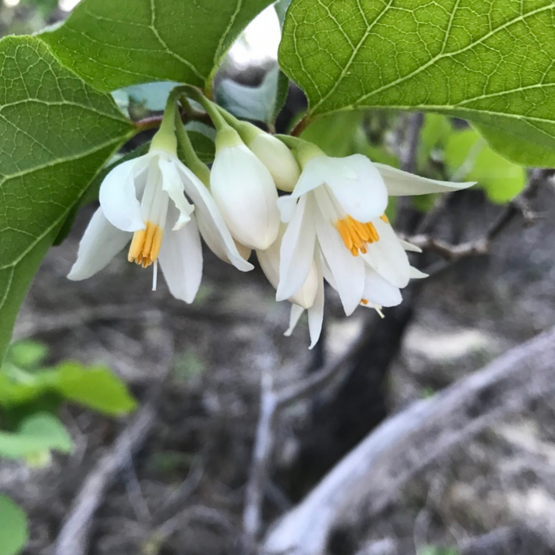 Tintura de Benjuí – Balsamos de Benjui